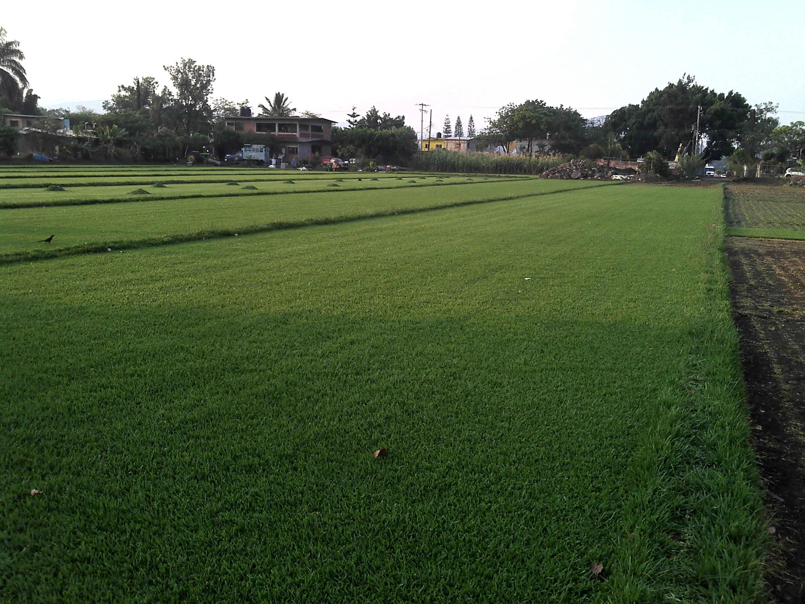 Mano a Mano - PASTO EN ROLLO san agustin, bermuda y kikuyo
